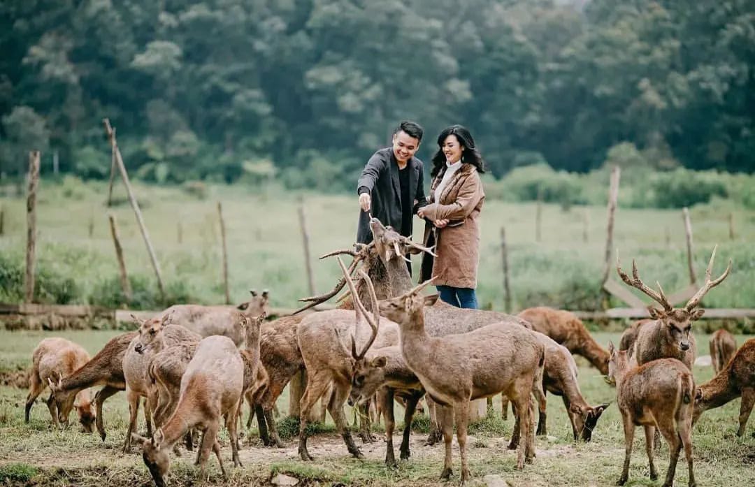 Penangkaran Rusa Ranca Upas Terkini - Ranca Upas